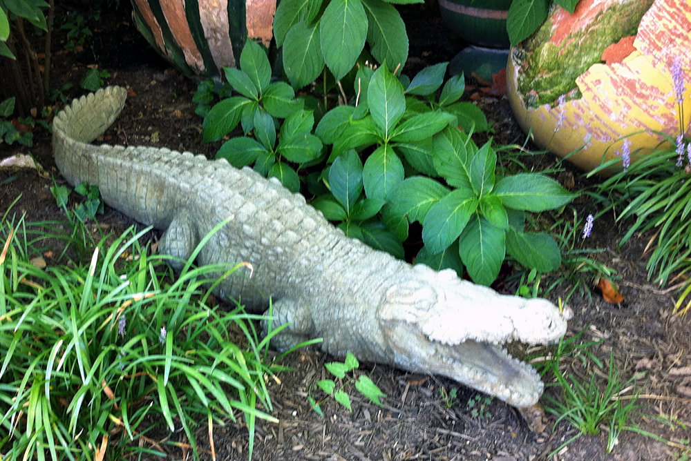 What a Croc! | My Little Bird