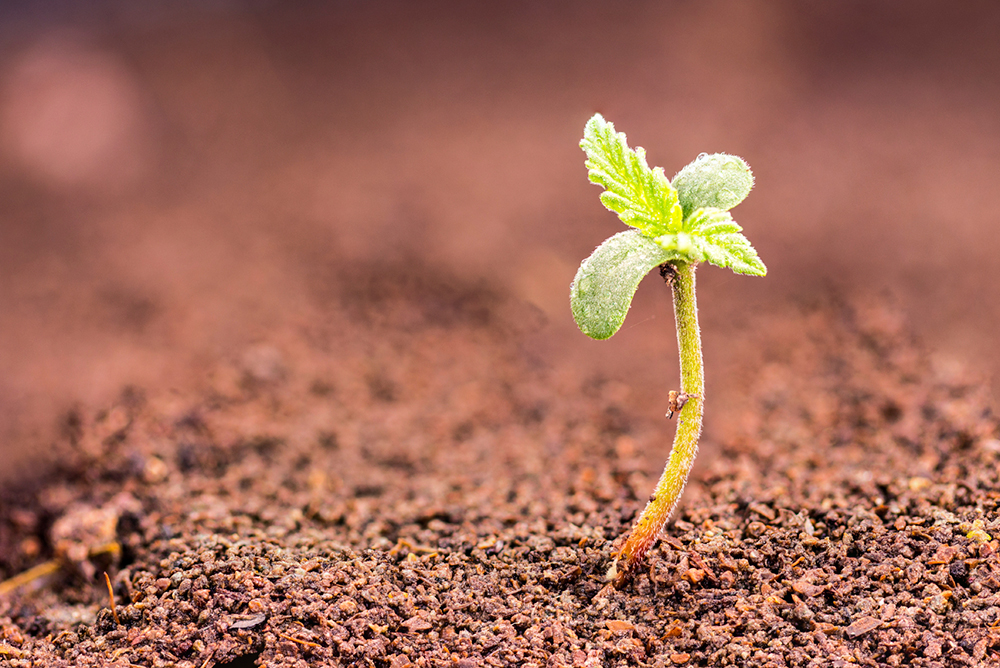 Marijuana: A Growing Experience | My Little Bird