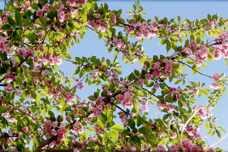 Green Acre #72: The Perfect Fruit Tree | My Little Bird