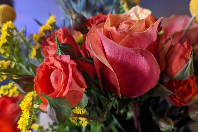 Green Acre #415: Flowers to Go, Go, Go | My Little Bird