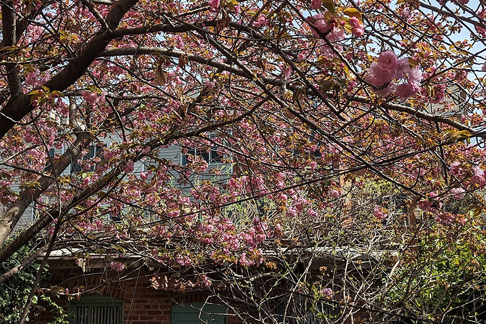 Green Acre #421: The King Kong Kwanzan – My Little Bird